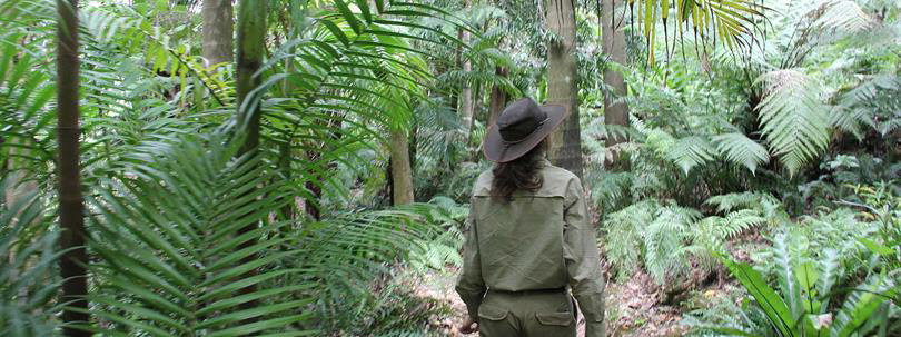 Sylvan Grove Native Garden | City of Canterbury Bankstown Sylvan Grove Native Garden | City of Canterbury Bankstown