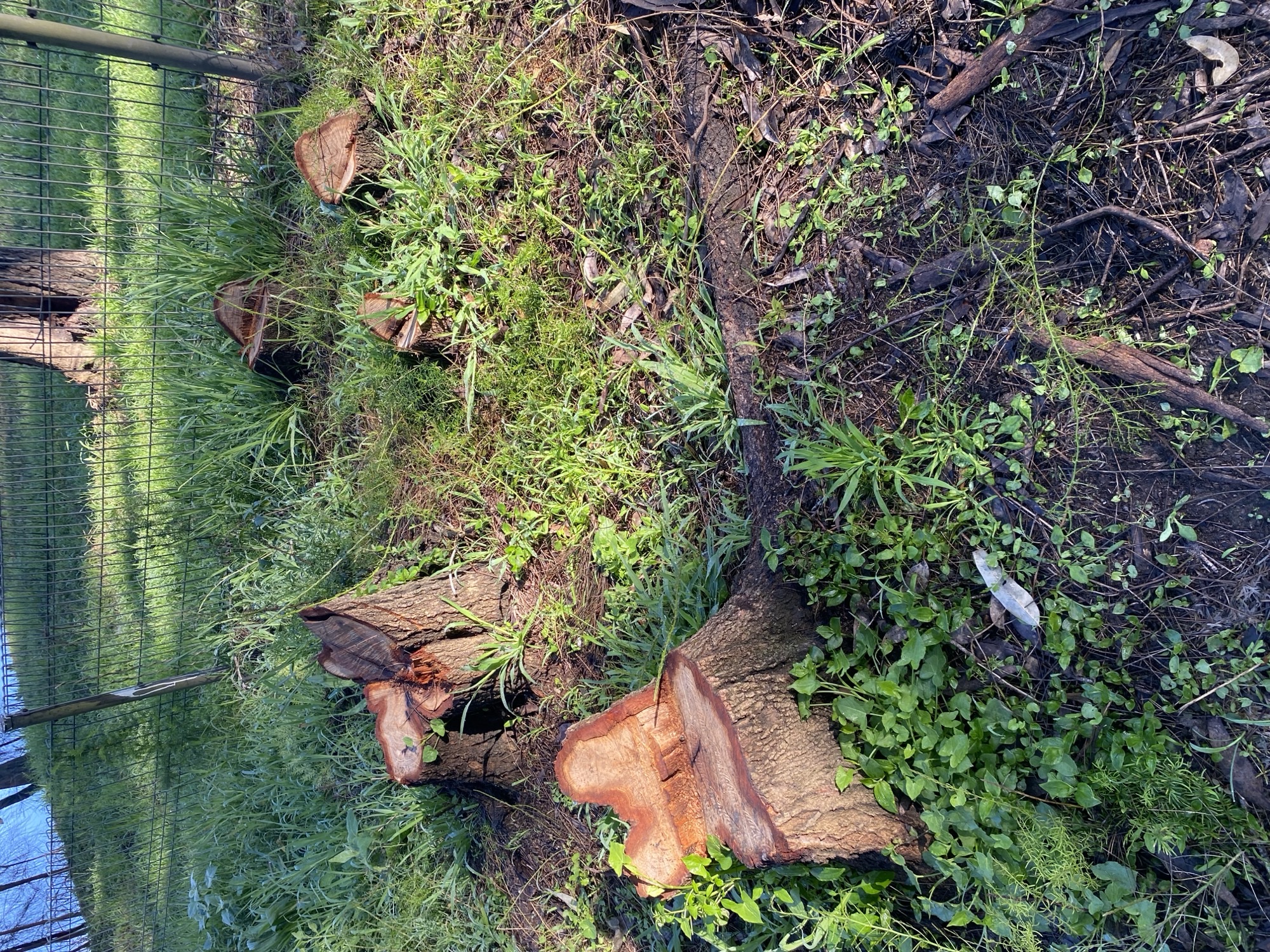 Council roots out tree vandals | News, City of Canterbury Bankstown