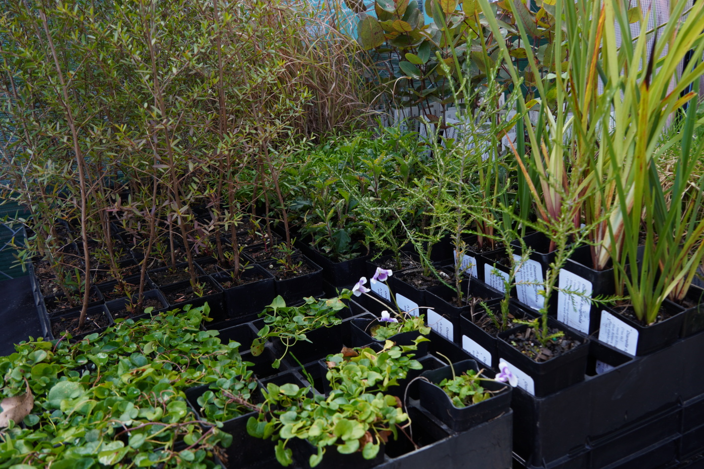 Native plant giveaway | Event, City of Canterbury Bankstown