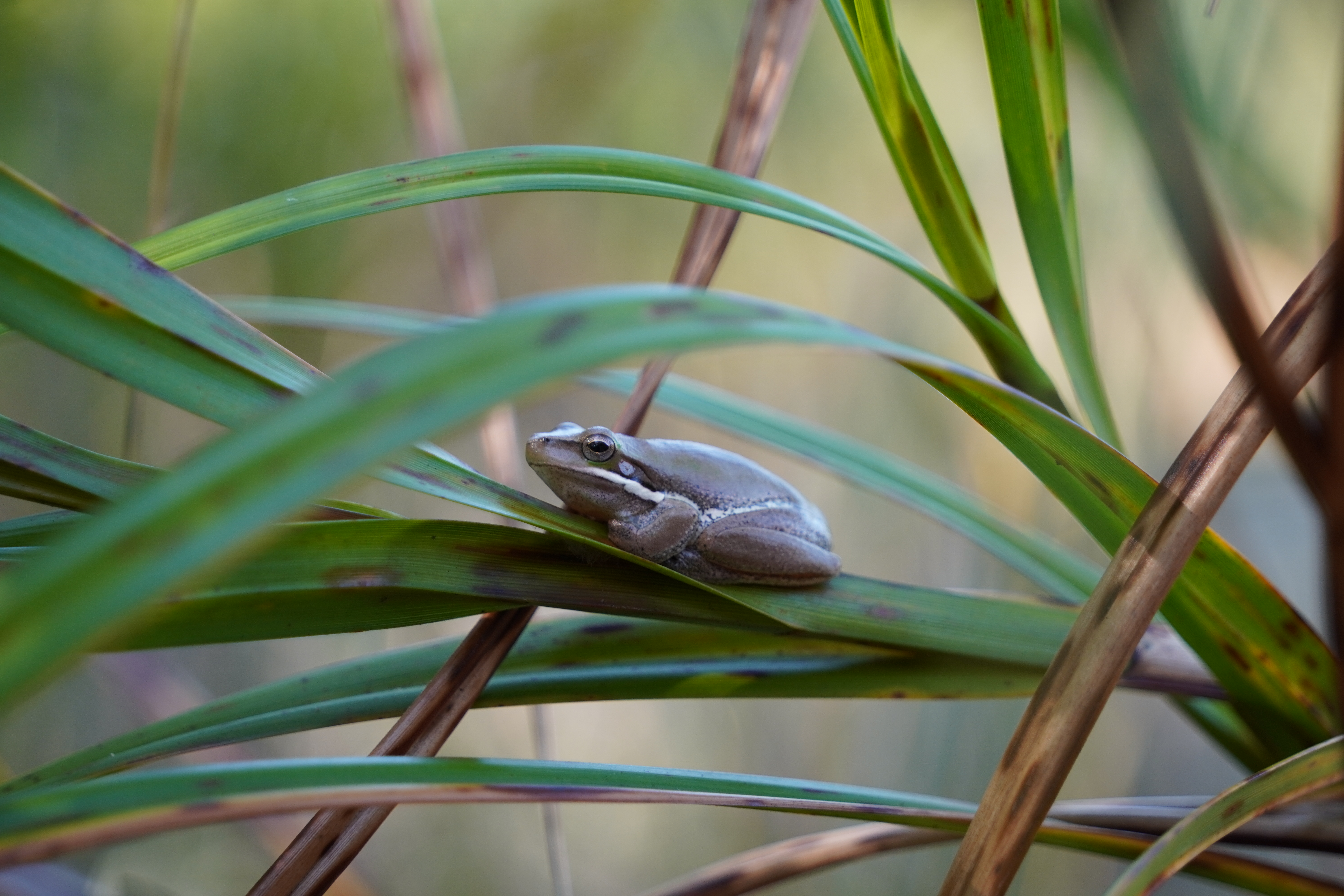 Frog ID Week | Event, City of Canterbury Bankstown