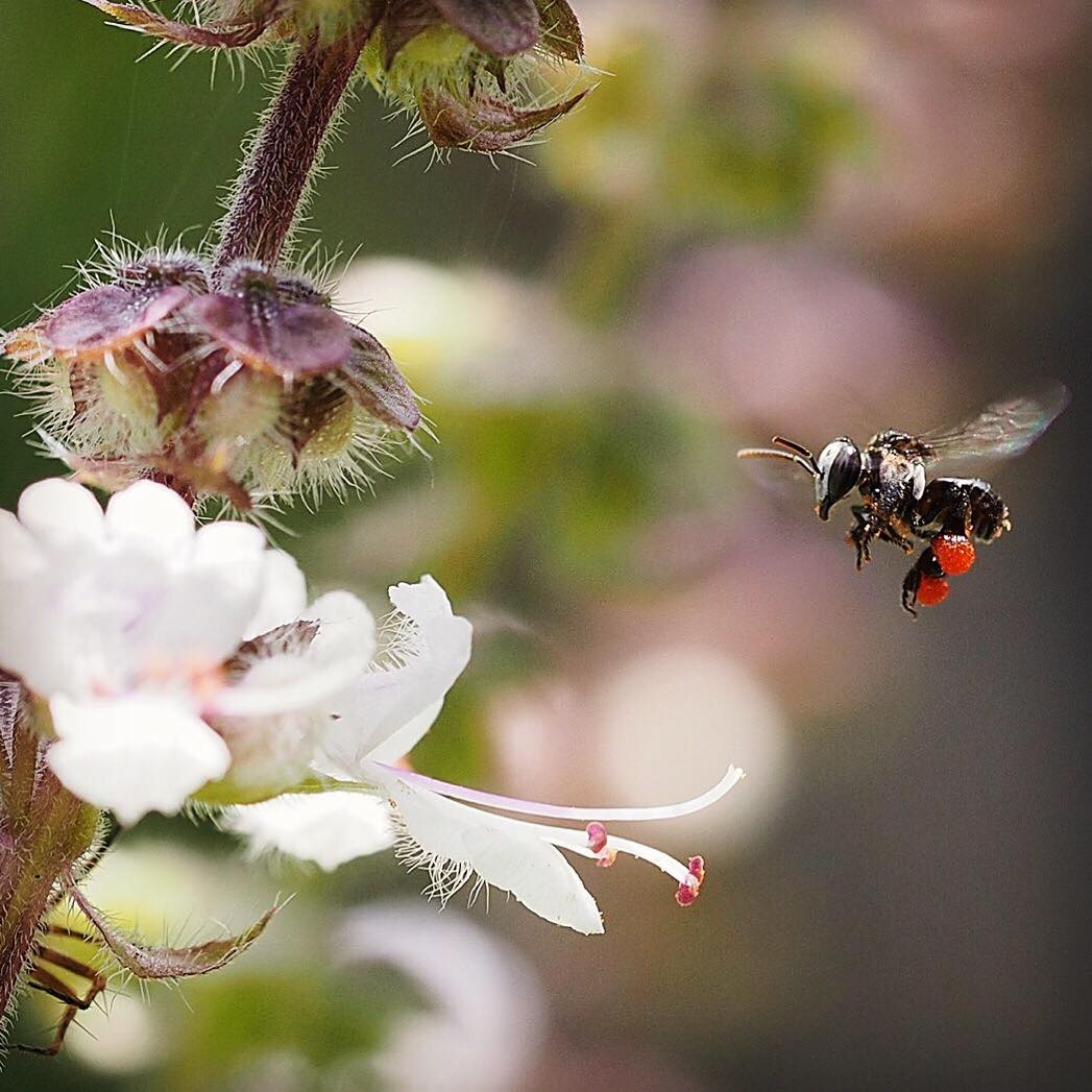 Native bees of Sydney | Event, City of Canterbury Bankstown